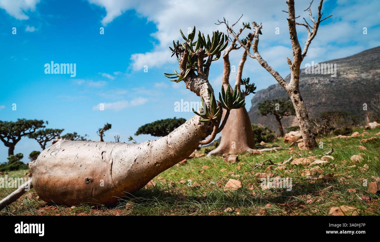 Socotra island plants hi-res stock photography and images - Alamy
