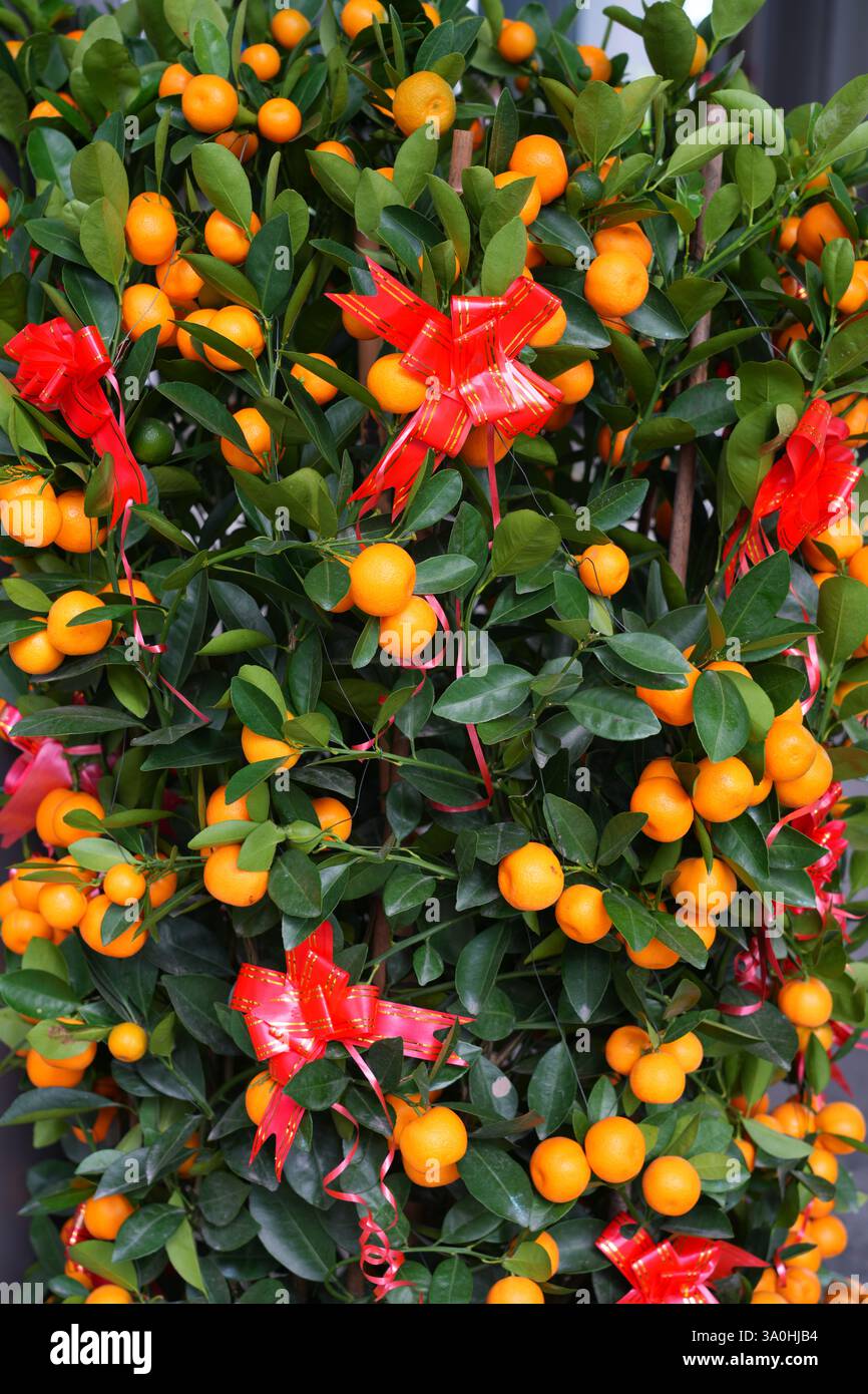 View of mandarin trees with red bows for the Chinese new year in ...