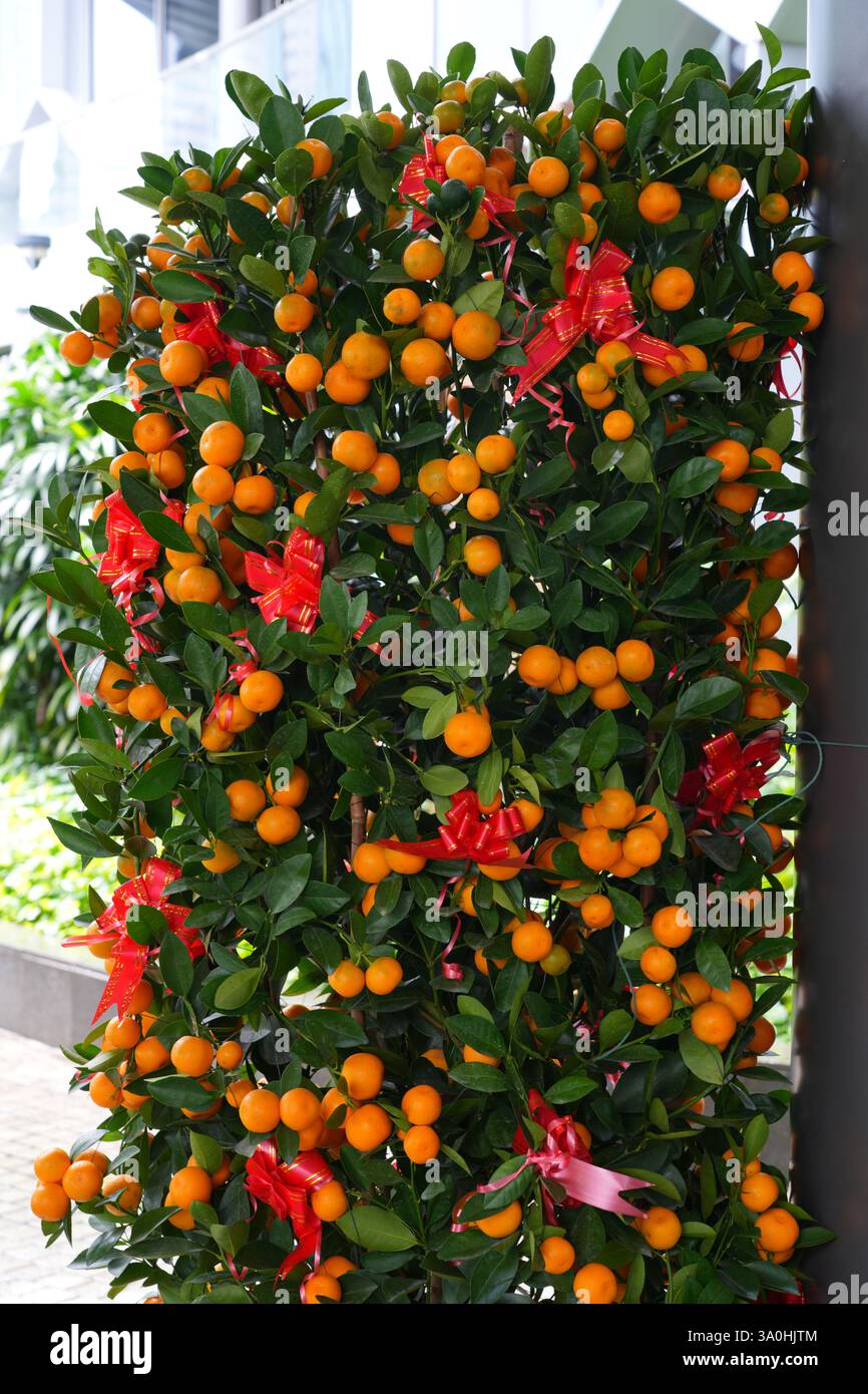 View of mandarin trees with red bows for the Chinese new year in ...