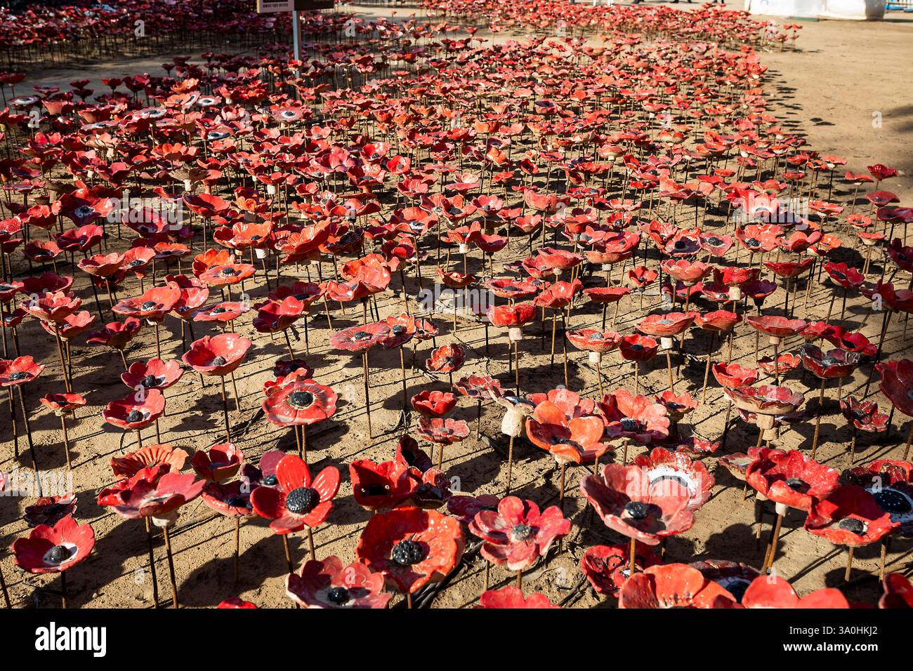 Poppies israel hi-res stock photography and images - Alamy