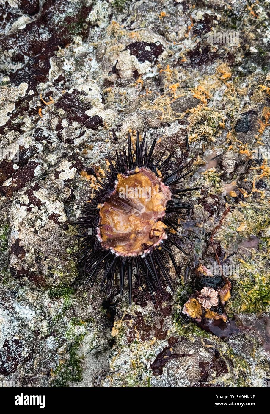 A spiky sea creature clings to a rocky surface in the unique coastal ...