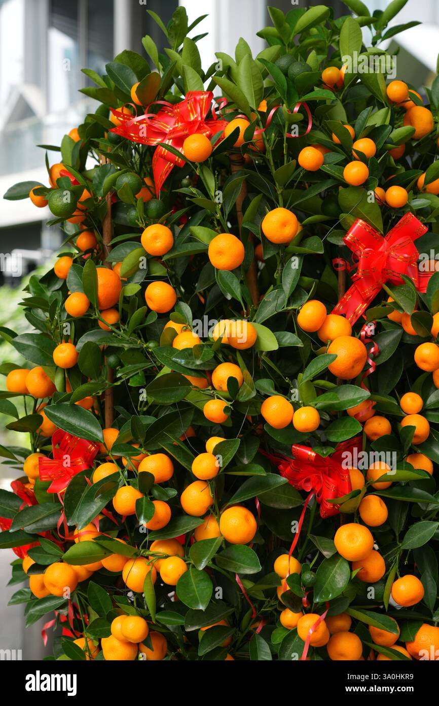 View of mandarin trees with red bows for the Chinese new year in ...