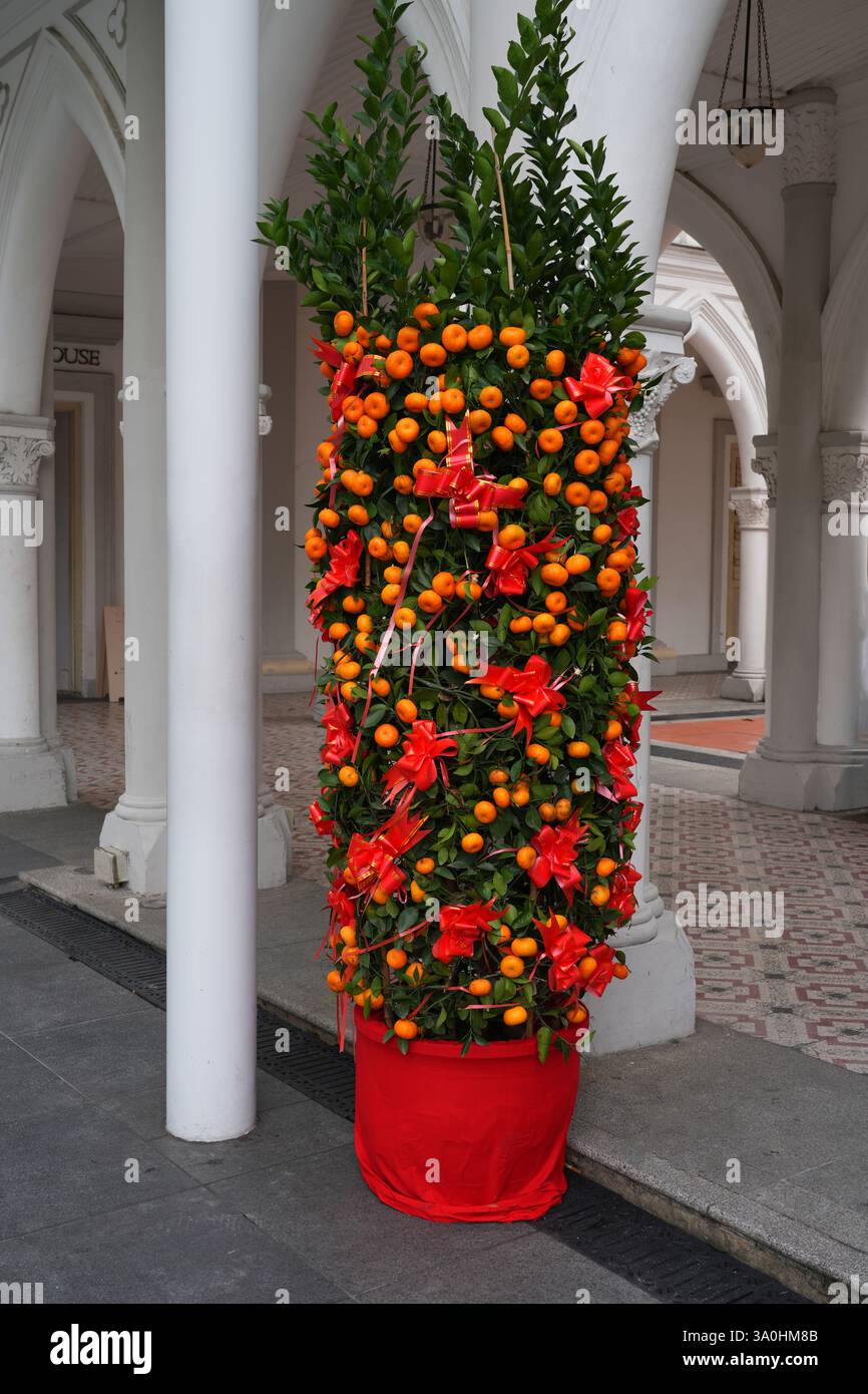 View of mandarin trees with red bows for the Chinese new year in ...