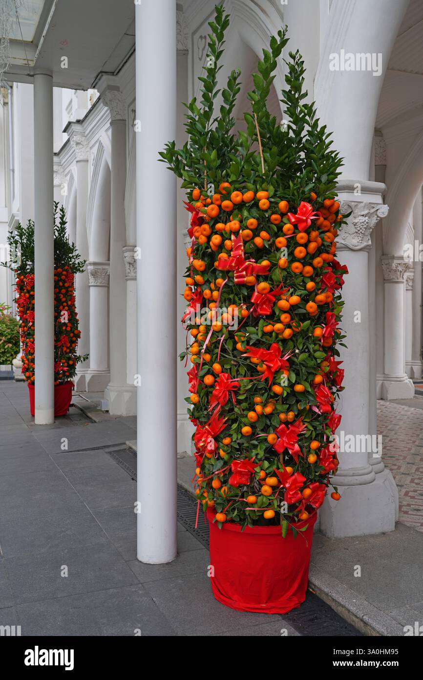 View of mandarin trees with red bows for the Chinese new year in ...