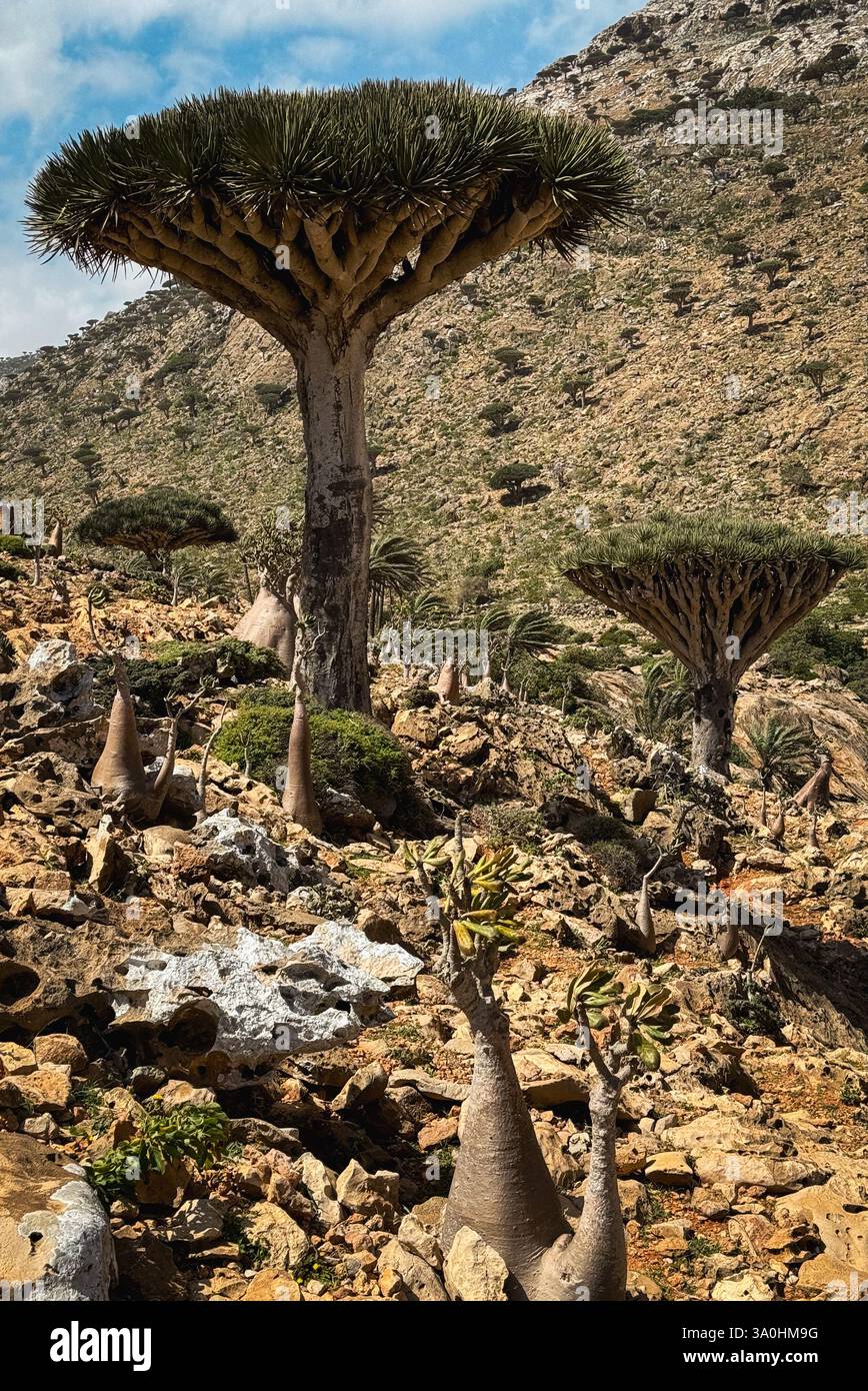Explore the stunning Socotra landscape with towering dragon blood trees ...