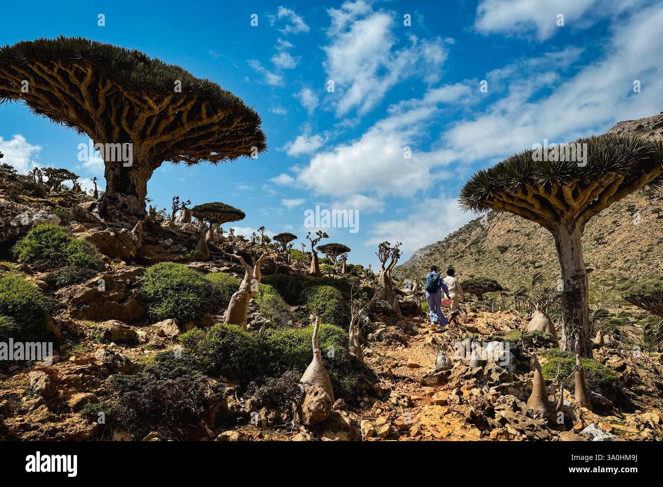 Visitors walk through the striking Socotra landscape, characterized by ...