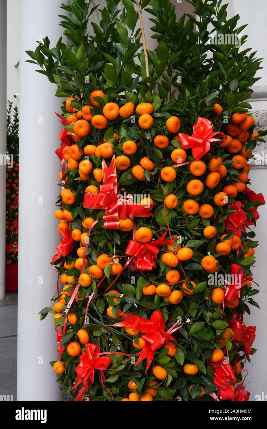 View of mandarin trees with red bows for the Chinese new year in ...
