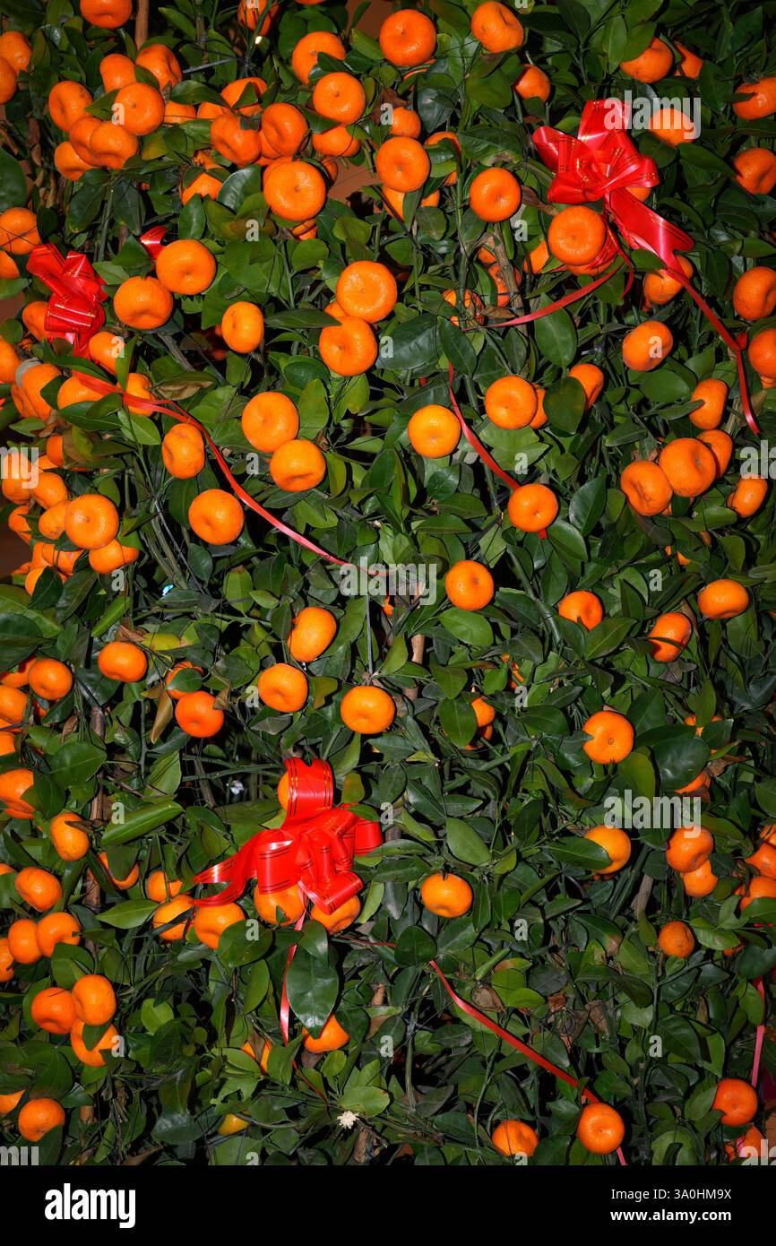 View of mandarin trees with red bows for the Chinese new year in ...