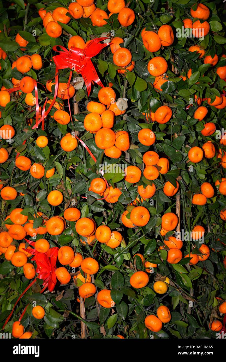 View of mandarin trees with red bows for the Chinese new year in ...