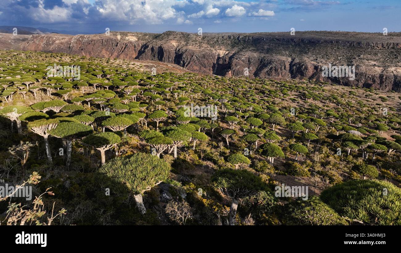 Socotra Island showcases its distinctive landscape filled with dragon ...