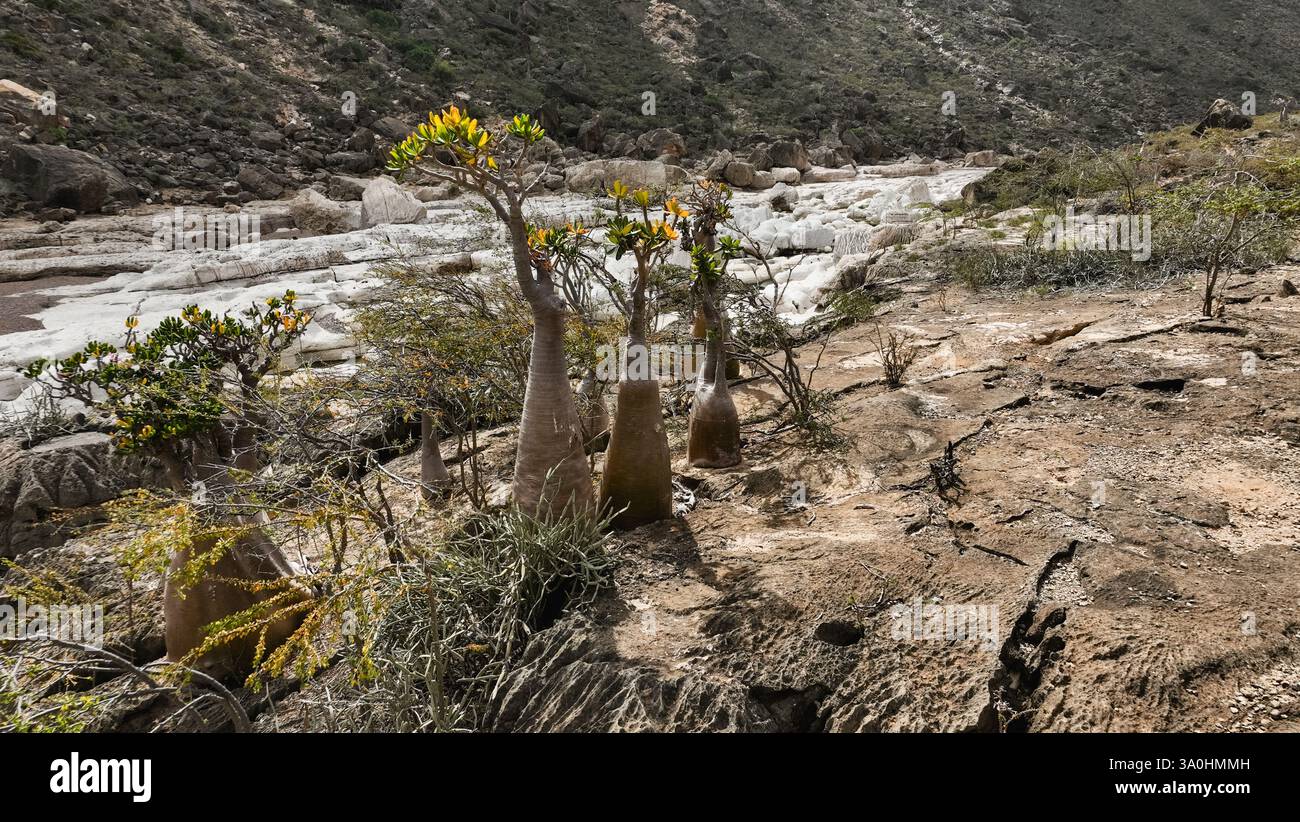 Discover unique flora with distinctive shapes, thriving on Socotra ...