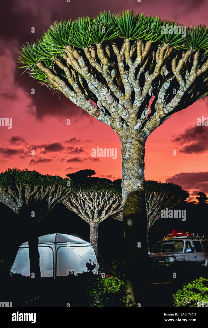 Socotra Island showcases its breathtaking sunset as dragon blood trees ...