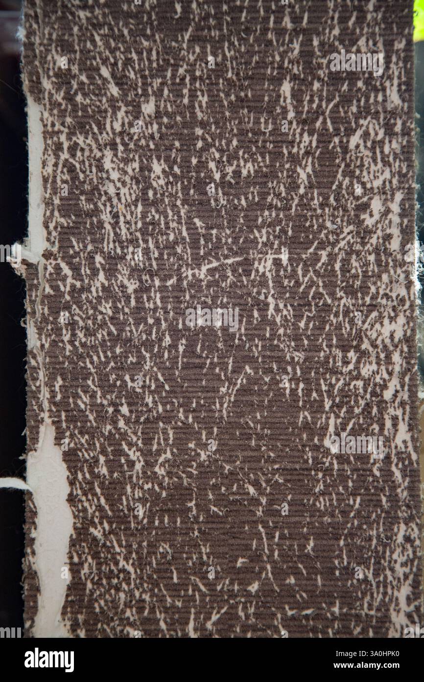 Background texture of scratched brown wallpaper by a cat Stock Photo ...