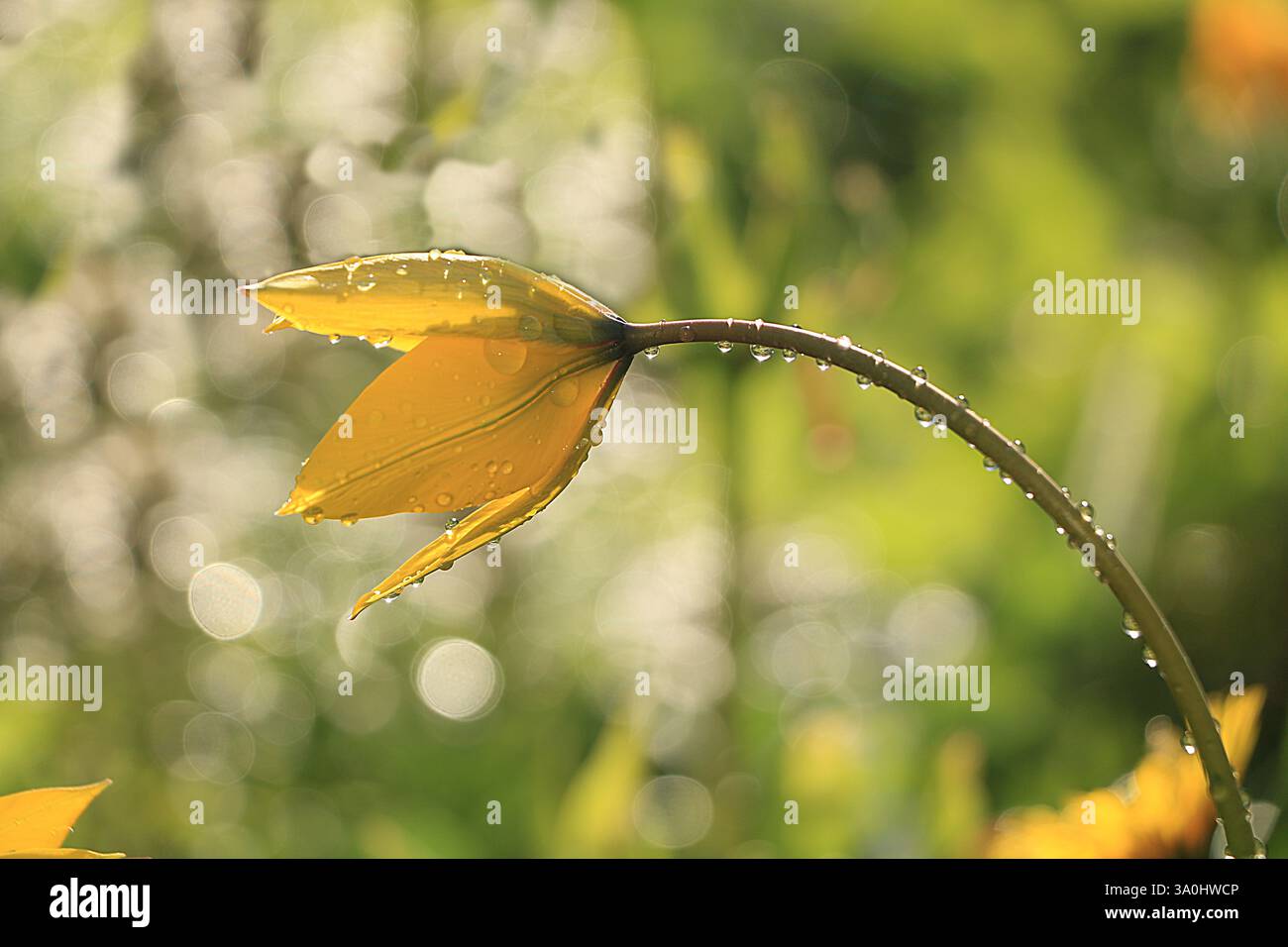 Spring blurred floral background with drops and bokeh, Birth of a new ...