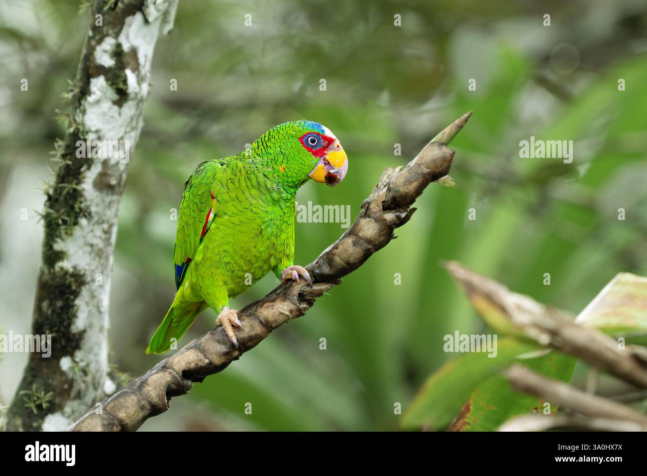 The white-fronted amazon, Amazona albifrons, known as the white-fronted ...