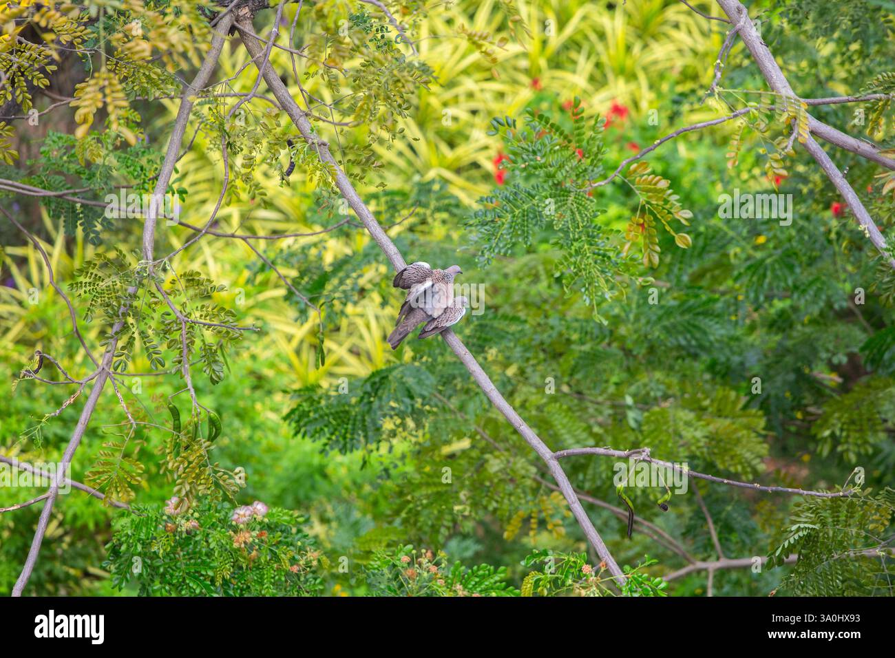 Aerial view of zebra dove pair on the greenery branch mating in ...