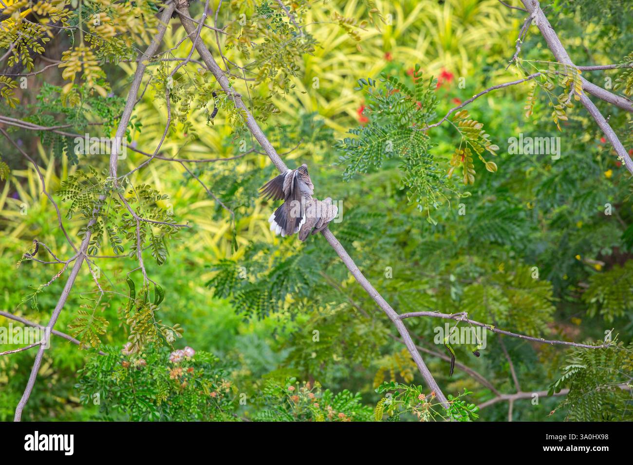 Aerial view of zebra dove pair on the greenery branch mating in ...