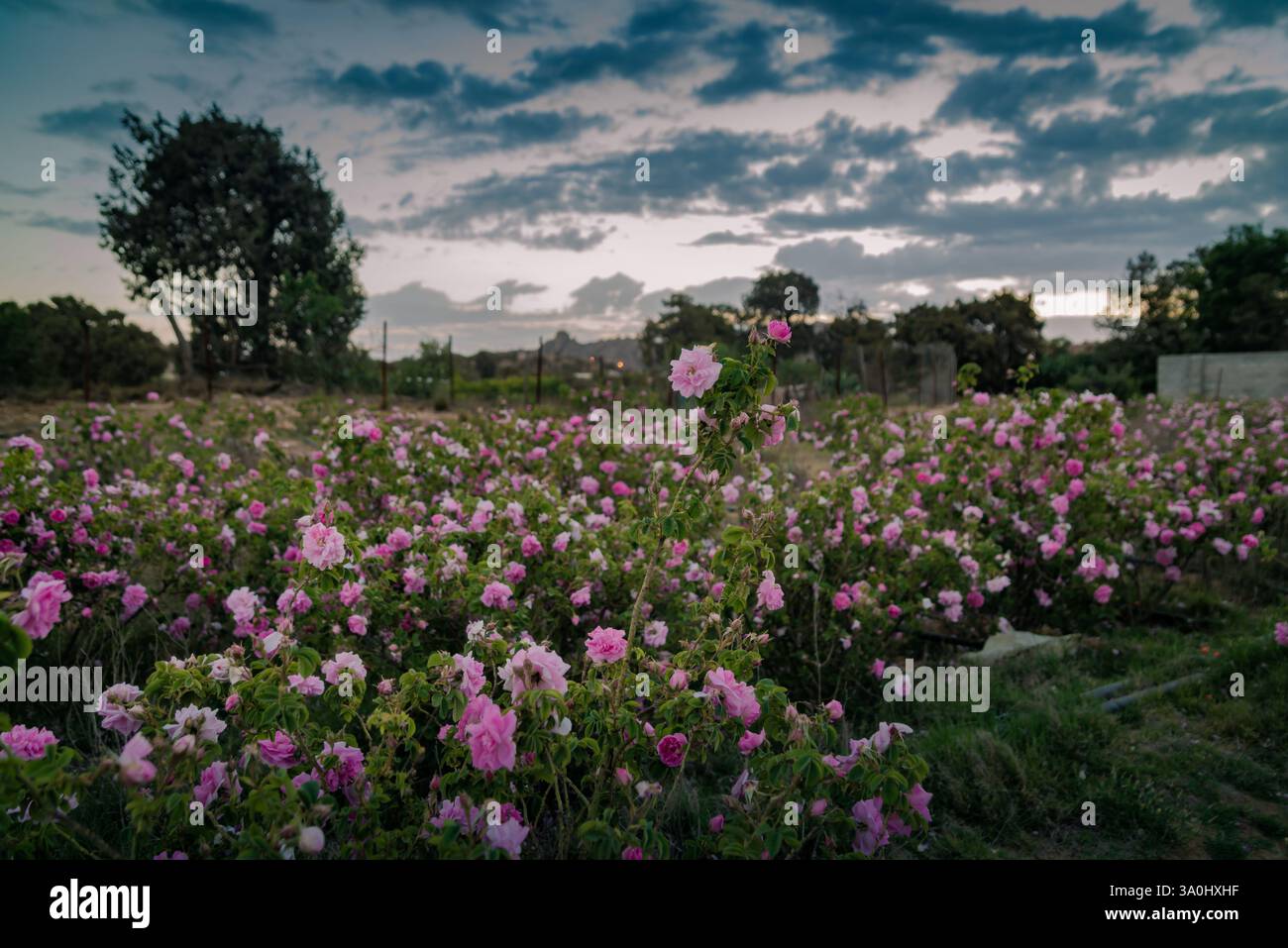 Beautiful roses from the rose garden of Taif, Saudi Arabia Stock Photo ...
