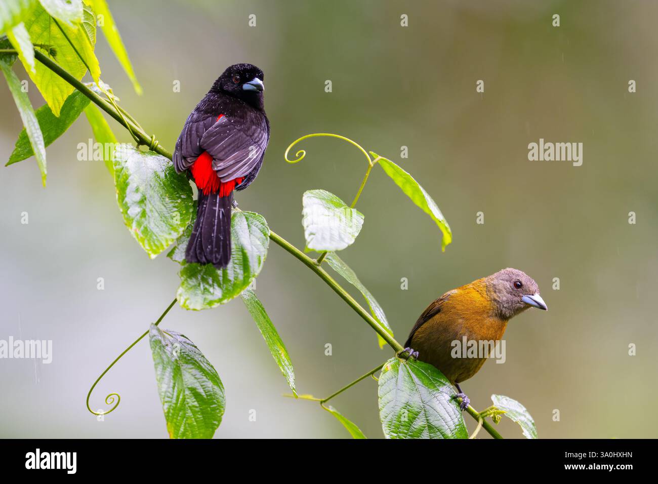 The scarlet-rumped tanager, Ramphocelus passerinii, male and female ...