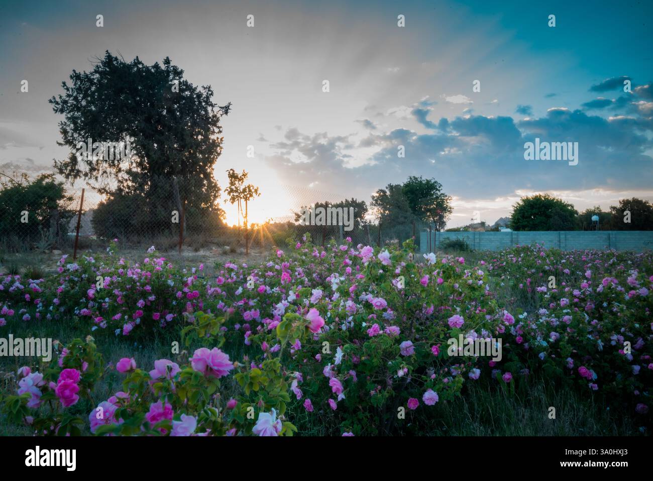 Beautiful roses from the rose garden of Taif, Saudi Arabia Stock Photo ...