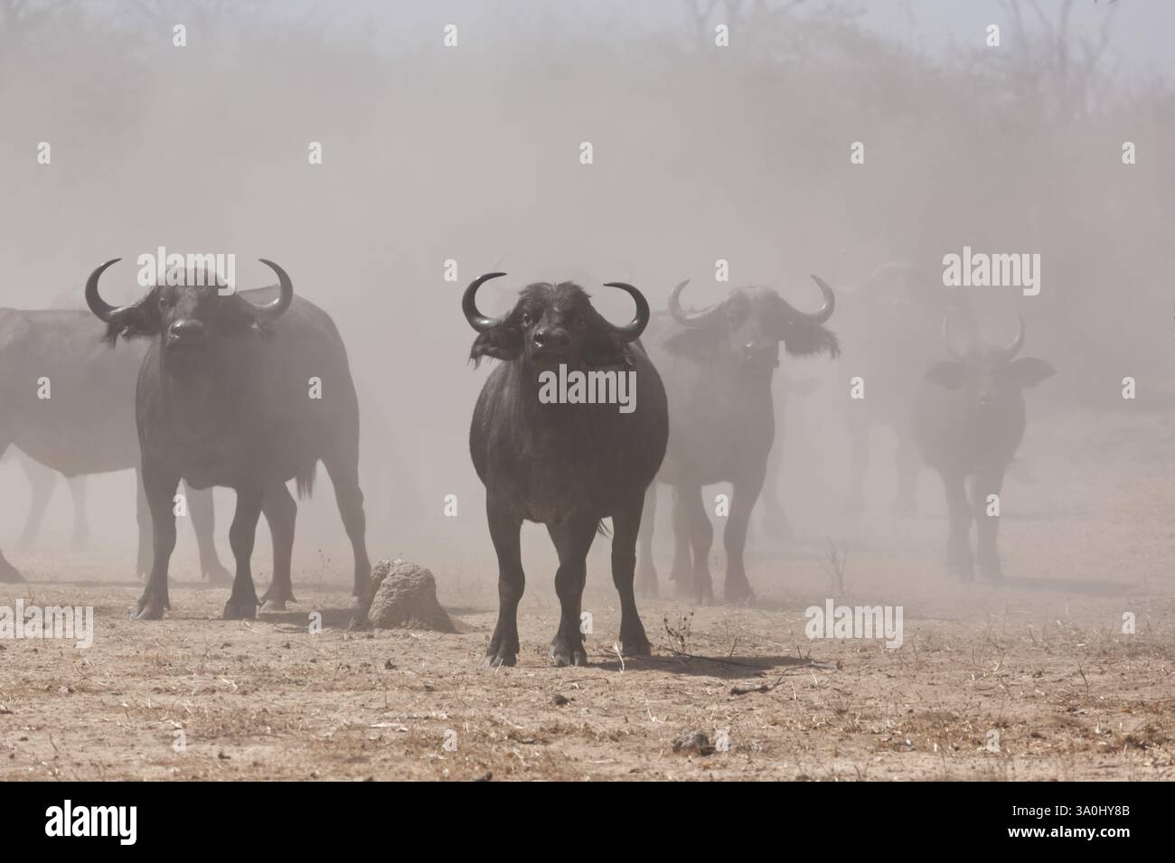 African Buffalo herd at South Luangwa National Park, Zambia. Herd of ...