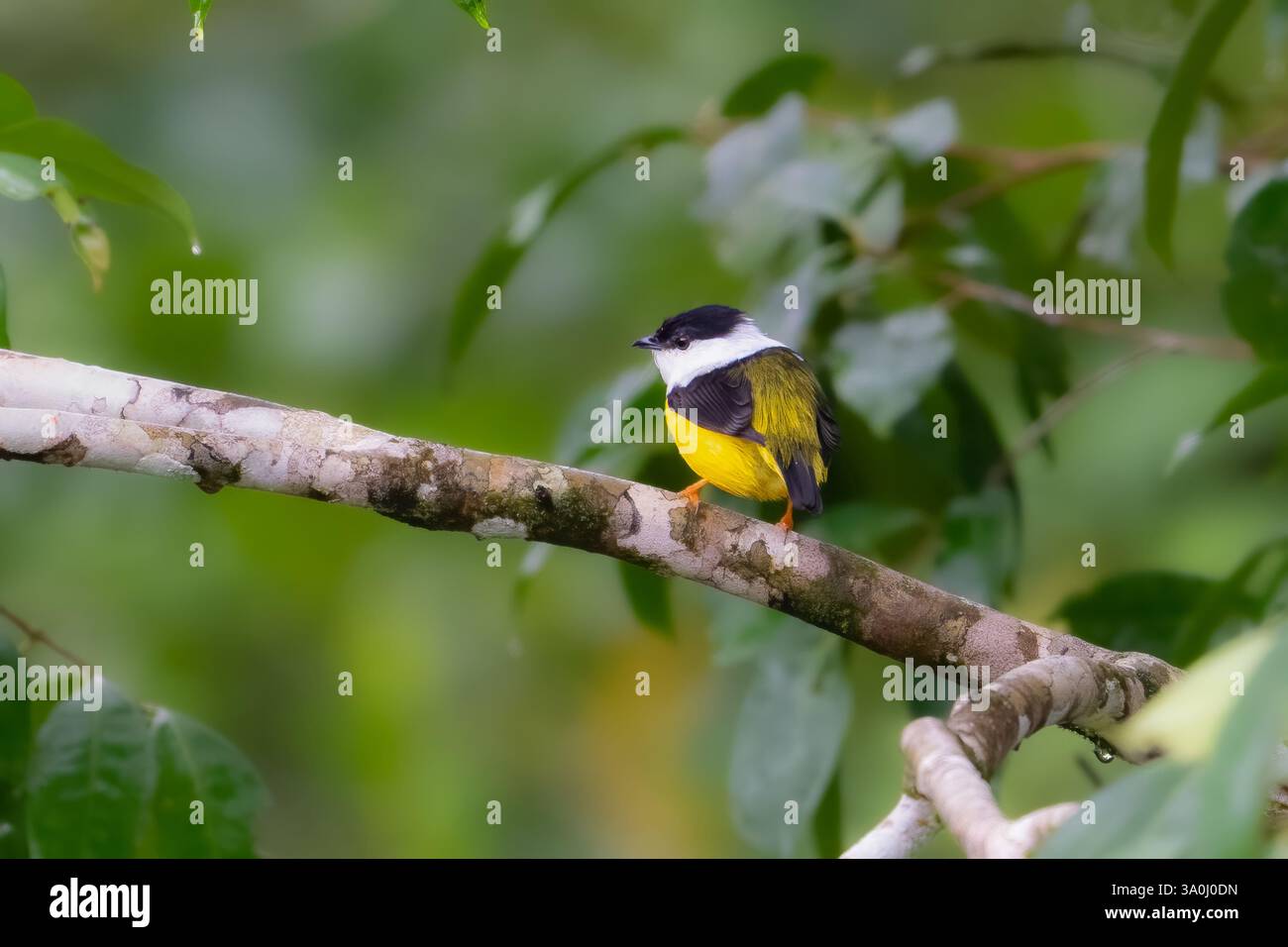 The white-collared manakin, Manacus candei, is a passerine bird Stock ...