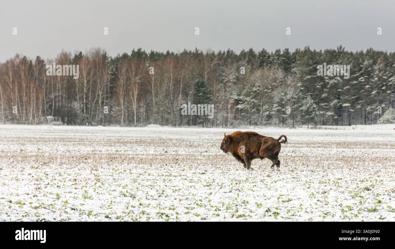 Bison and snow and running hi-res stock photography and images - Alamy