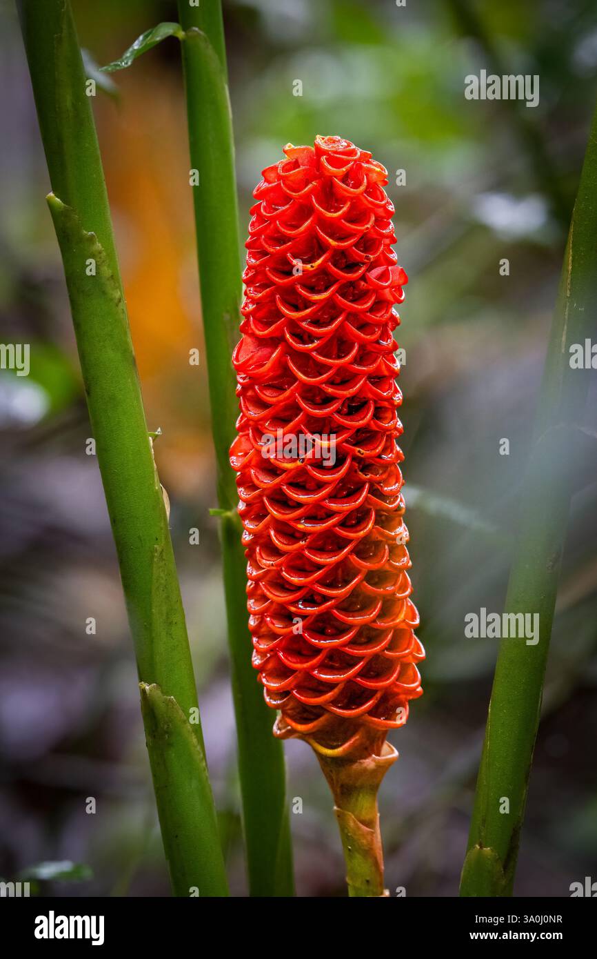 Zingiber spectabile, Beehive Ginger, is a species of true ginger Stock ...