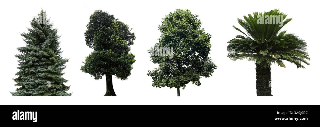 Set of different trees isolated on white Stock Photo - Alamy