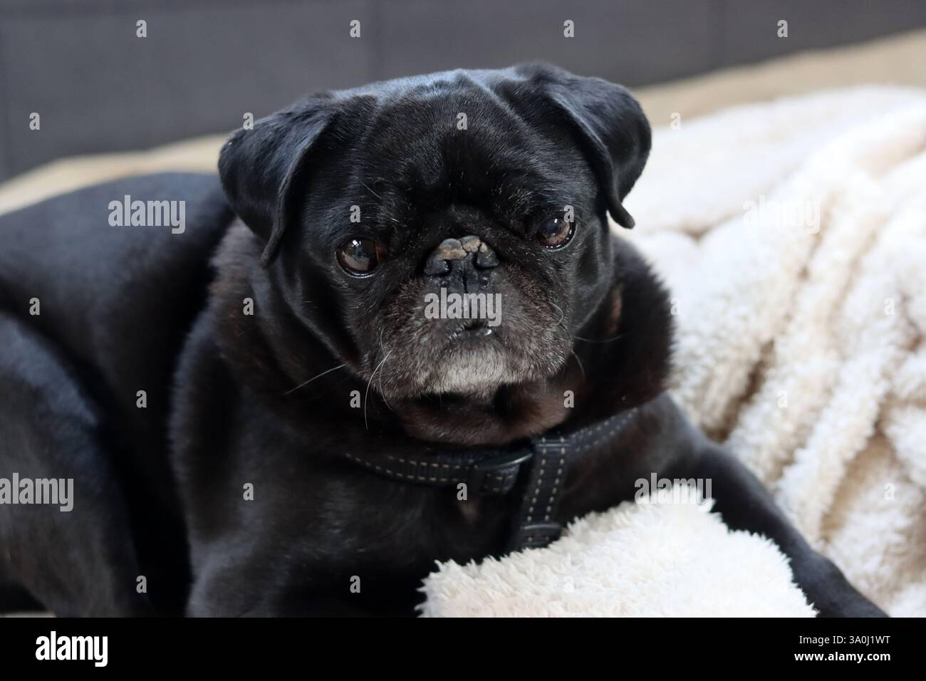 Black pug dog lying on the bed and looking at the camera ...