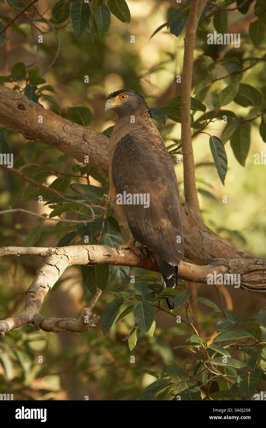 Furled wings hi-res stock photography and images - Alamy