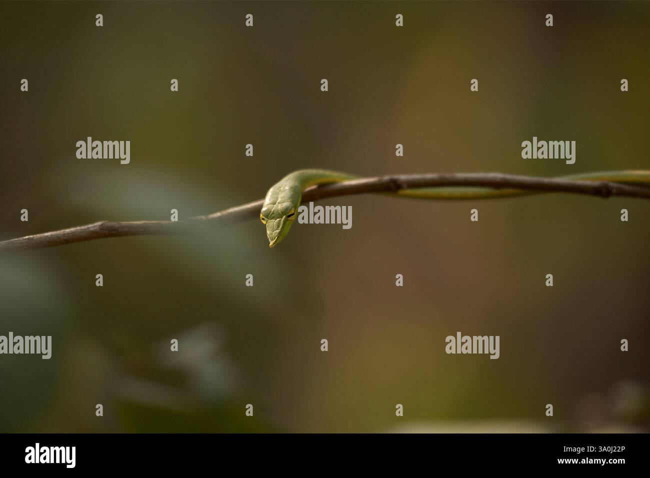 Green tree snake wrapped around hi-res stock photography and images - Alamy