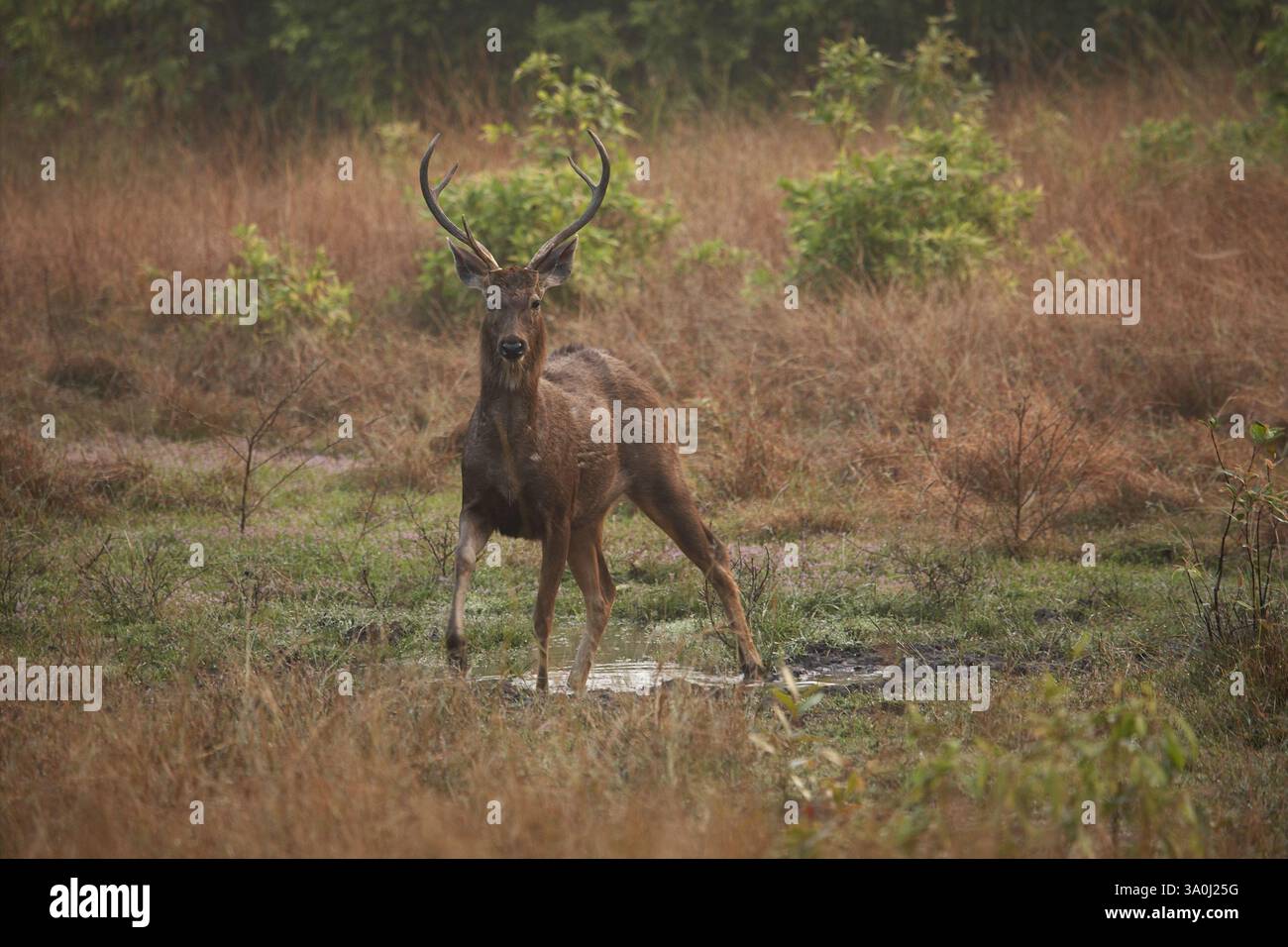 Sambar Deer at Bandhavgarh National Park, India. Landscape portrait of ...