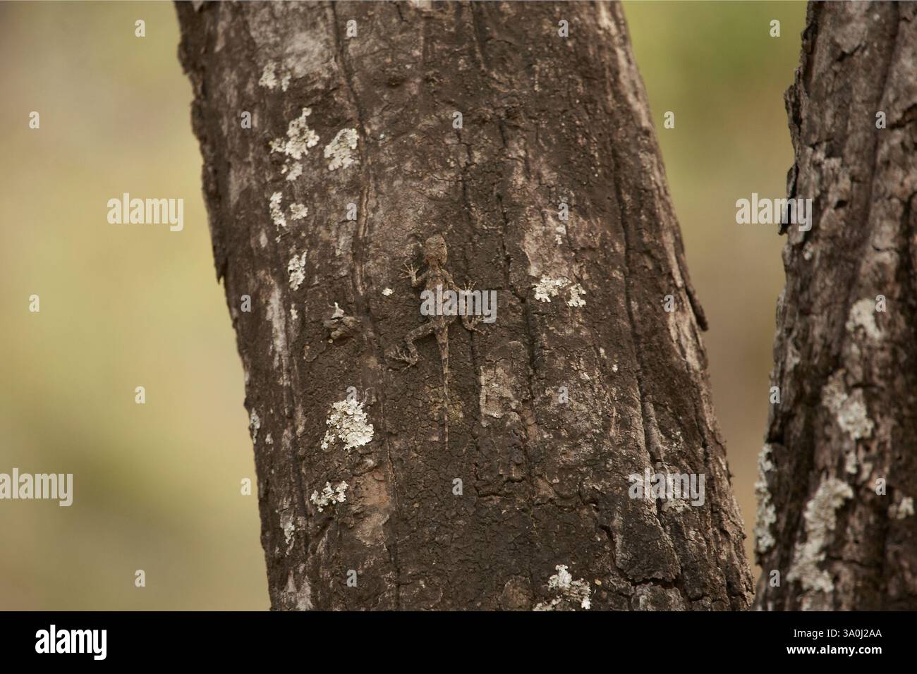 Indian Garden Lizard at Bandhavgarh National Park, India. Full body ...