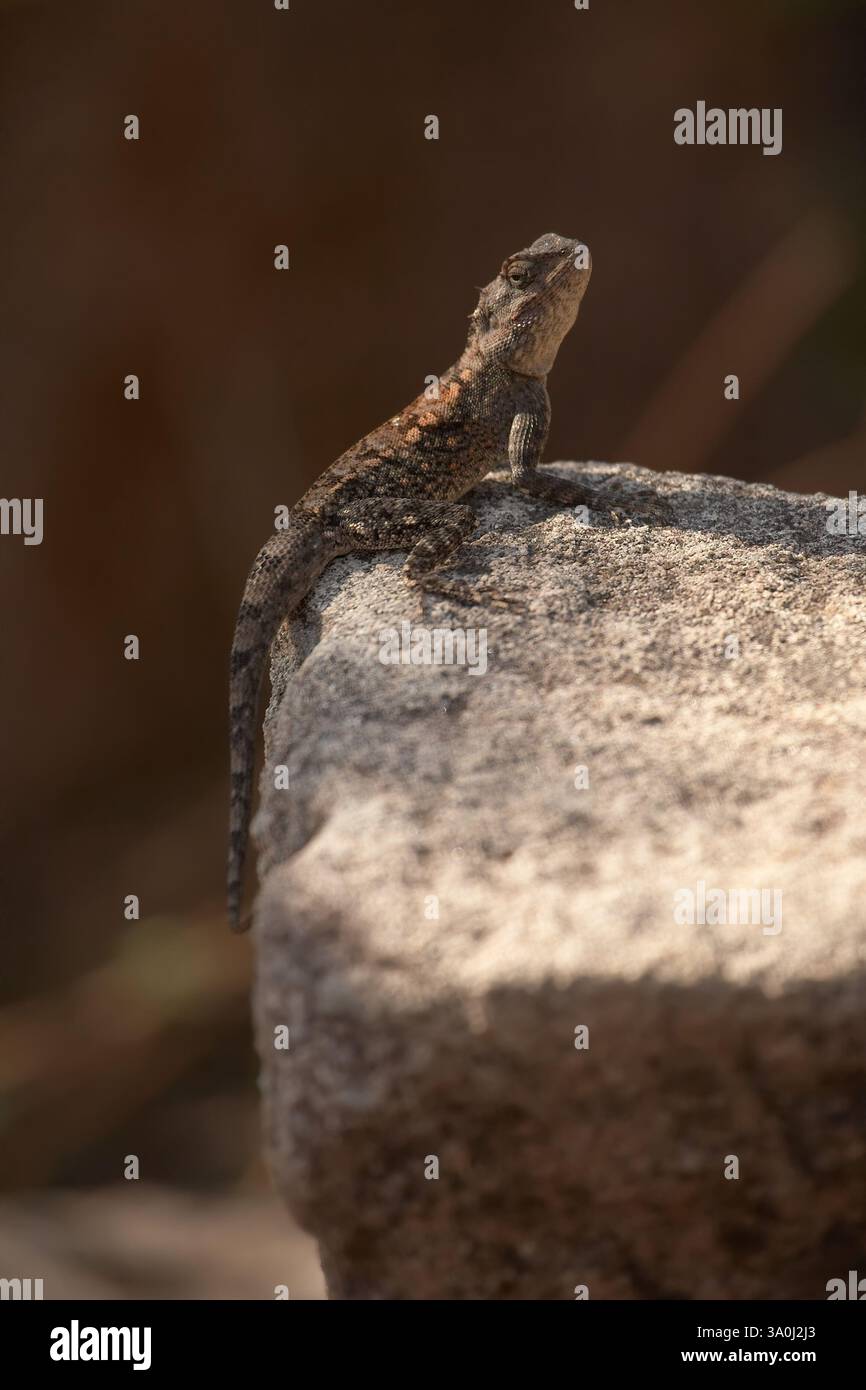 Indian Garden Lizard at Bandhavgarh National Park, India. Full right ...