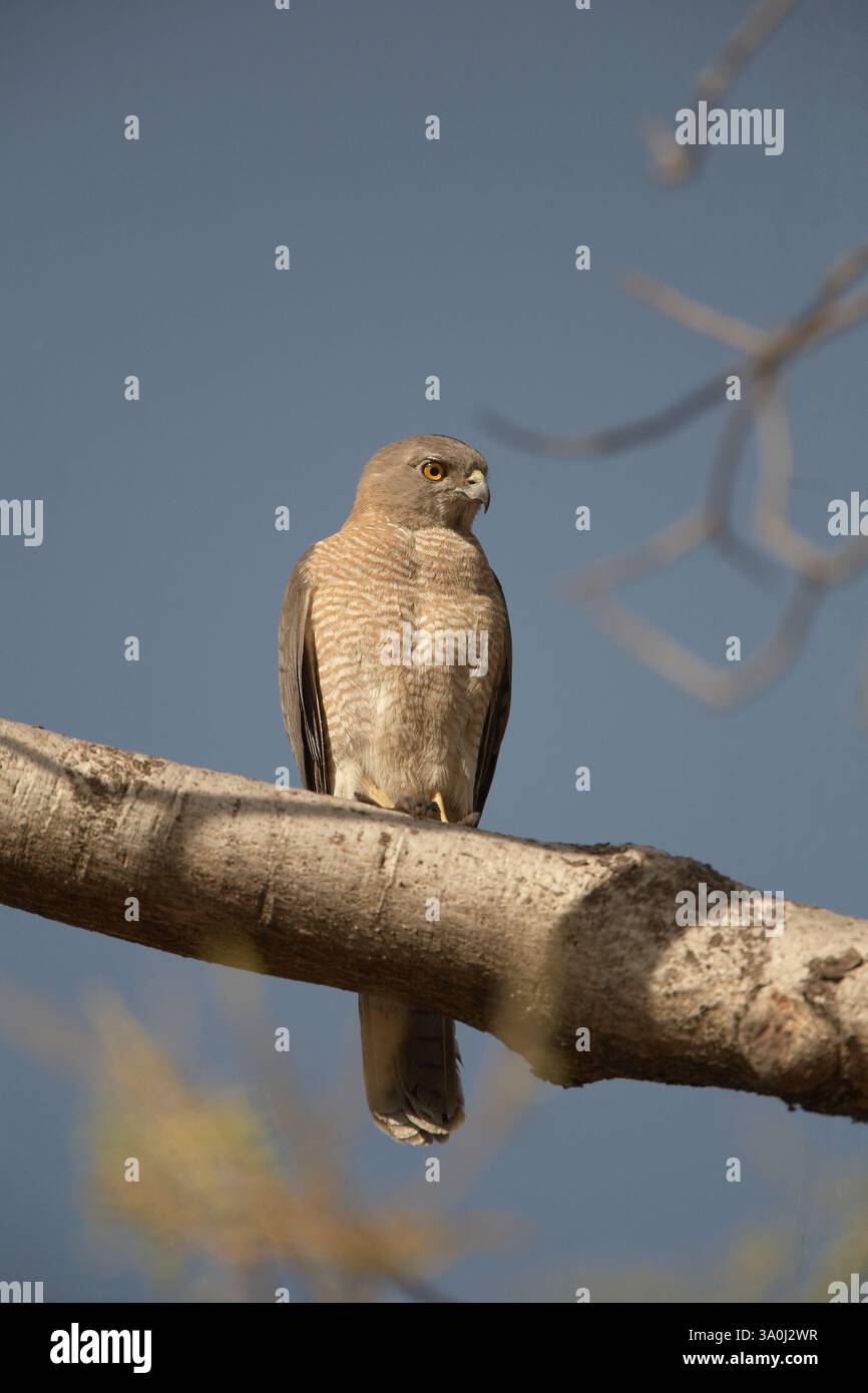 Indian Shikra at Bandhavgarh National Park, India. Full body portrait ...