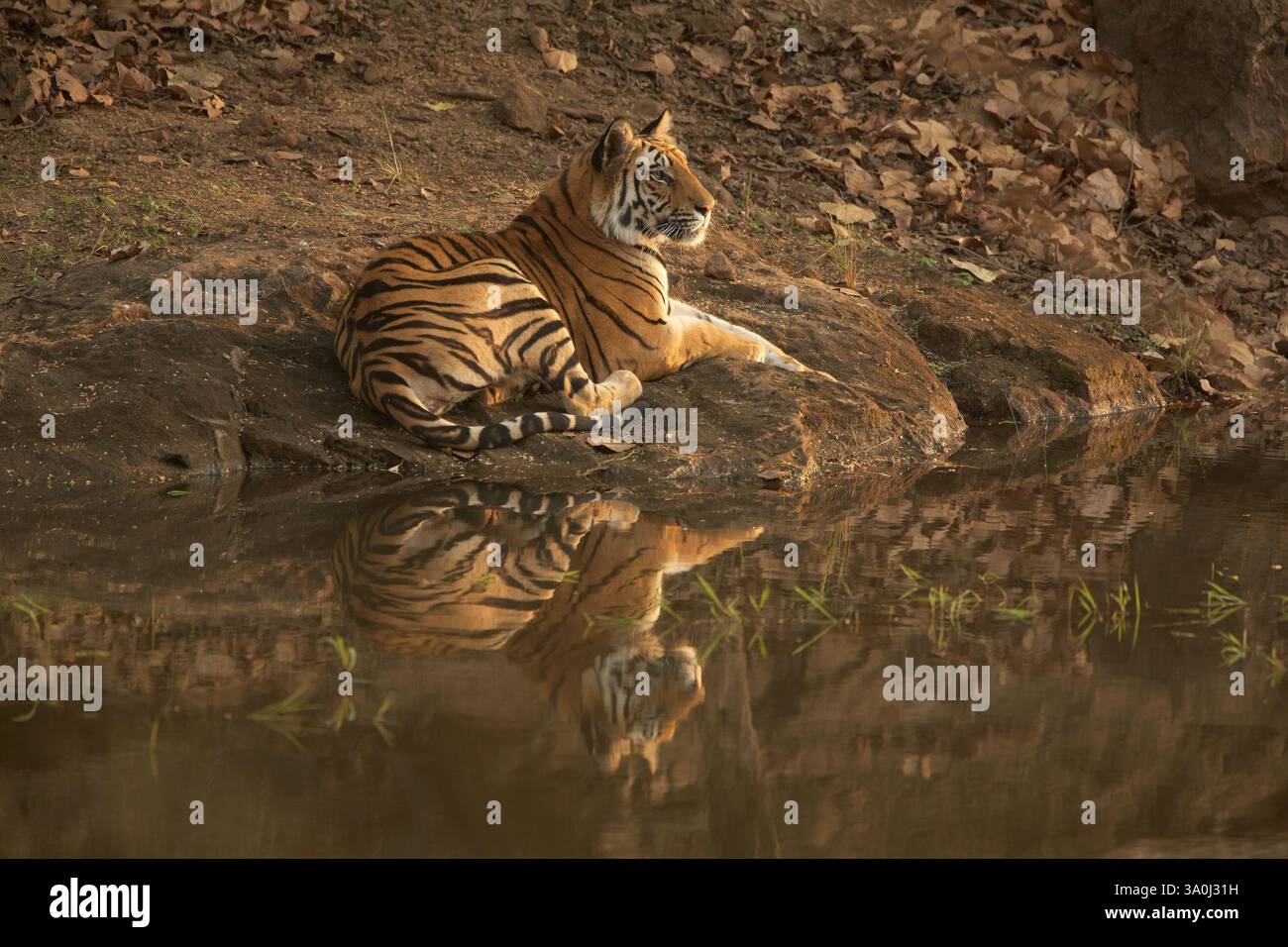 Lying next to still water hi-res stock photography and images - Alamy