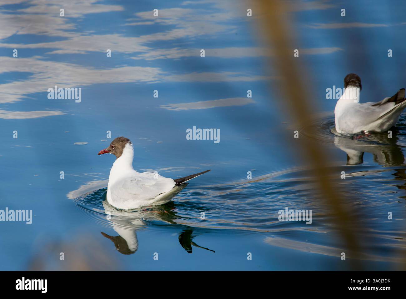 a seagull floats on water on a river Stock Photo - Alamy