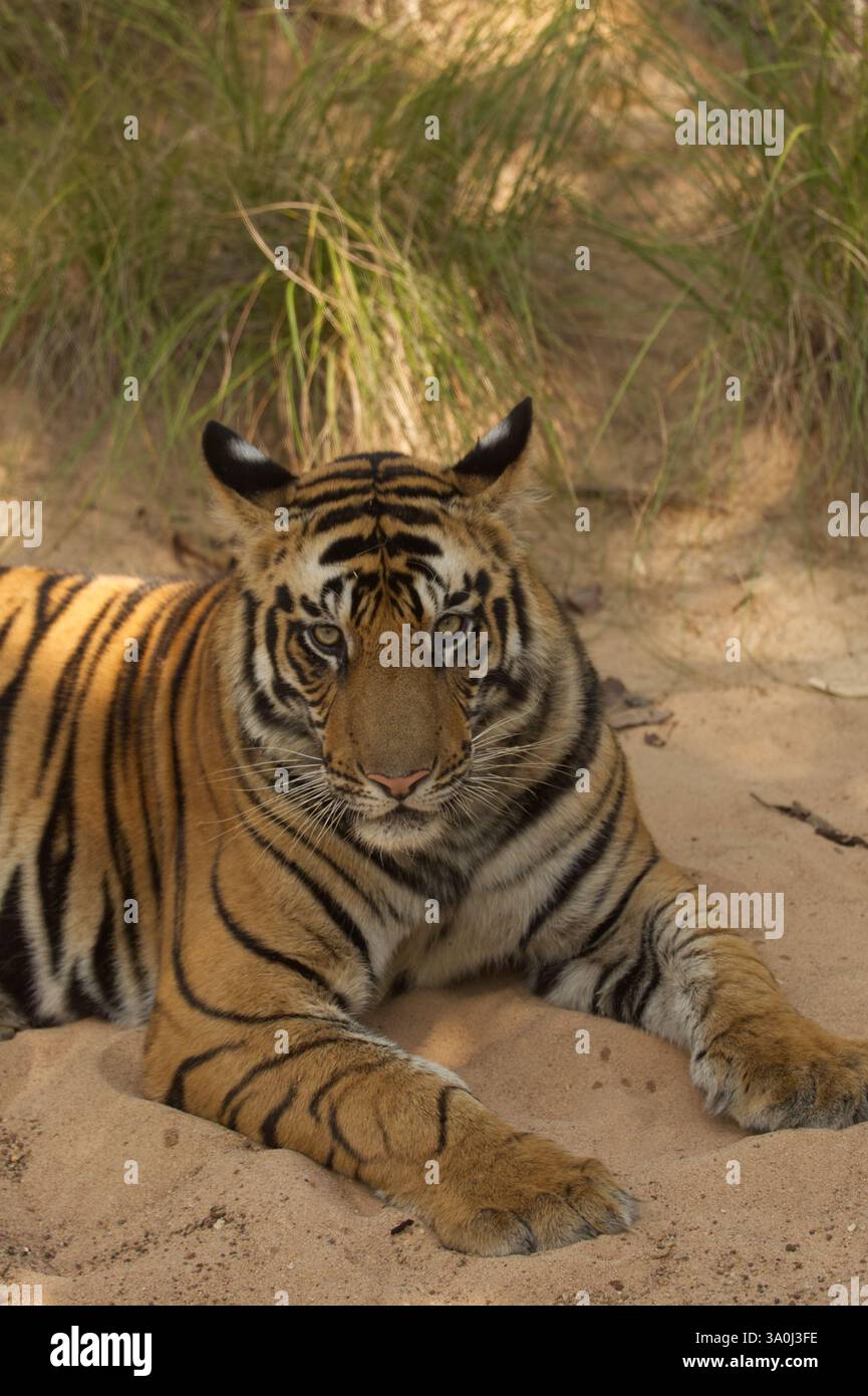 Royal Bengal Tiger at Bandhavgarh National Park, India. Adult male ...
