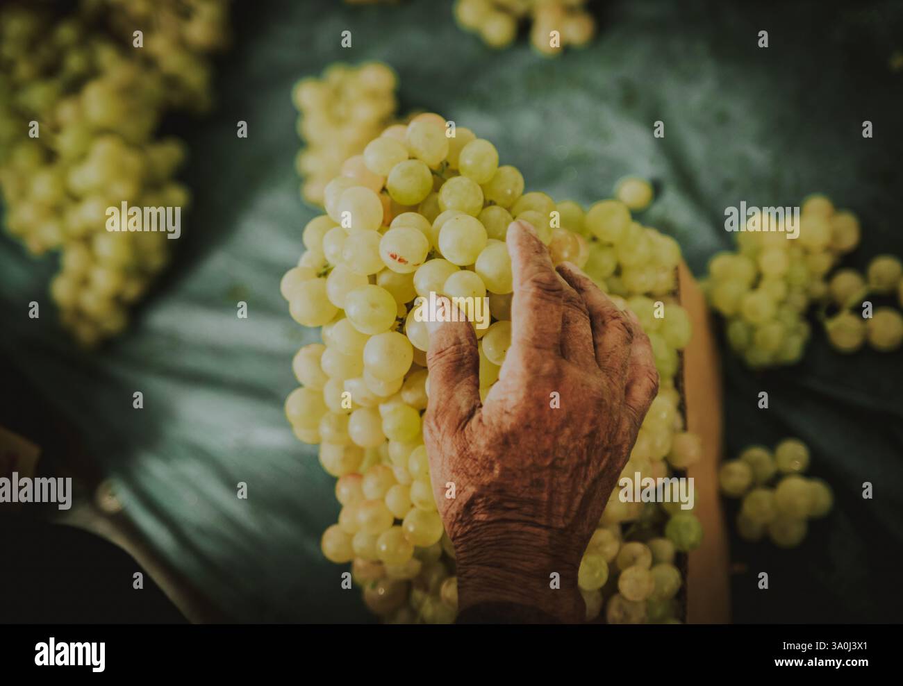 Fresh grapes from the grape farms of Saudi Arabia Stock Photo - Alamy