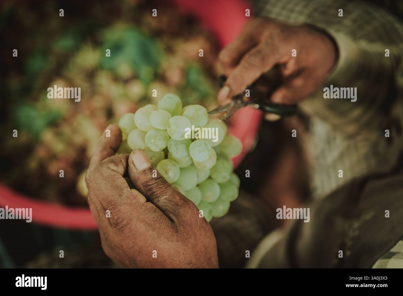 Fresh grapes from the grape farms of Saudi Arabia Stock Photo - Alamy