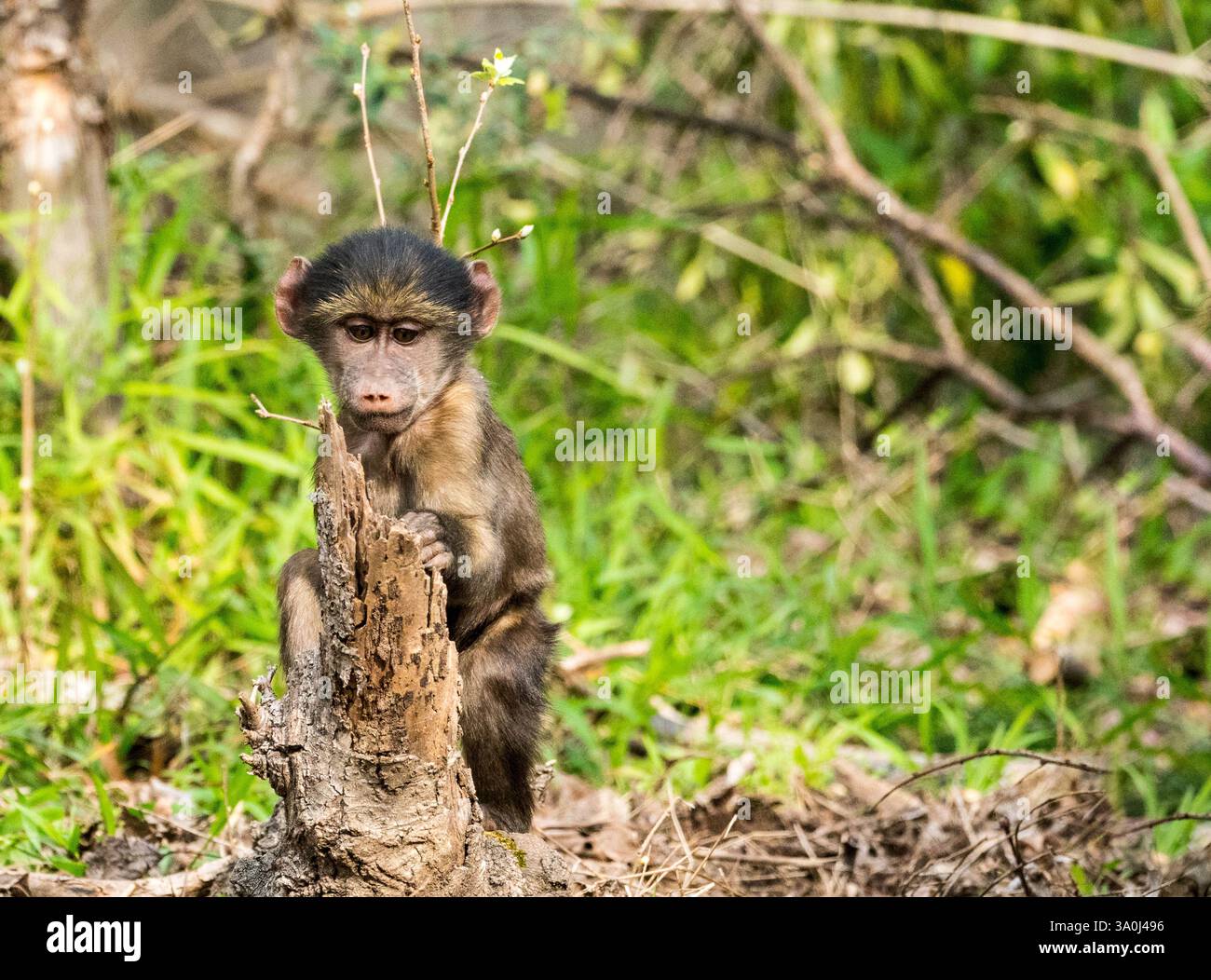 baby Chacma baboon (Papio ursinus) sits on a tree stump eating or ...