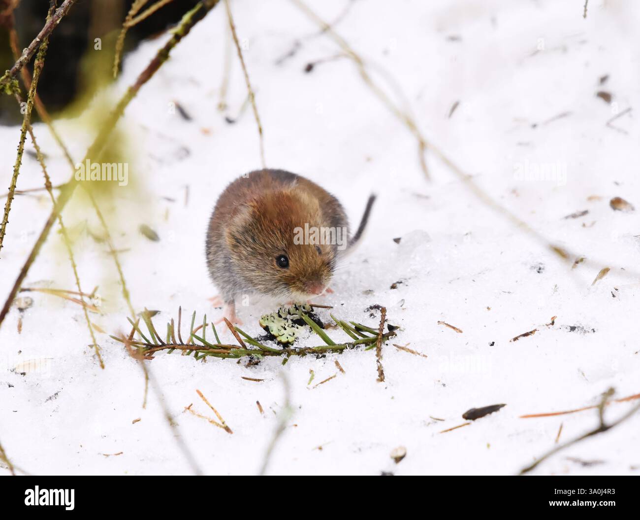 Bank vole (Myodes glareolus) looking for food in the snowy forest in ...