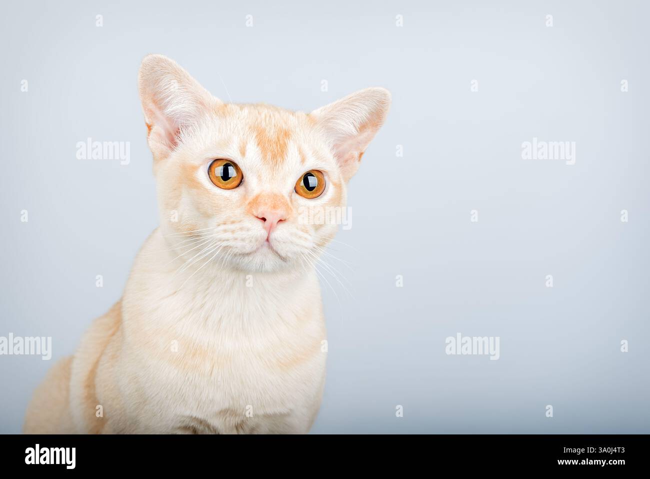 Portrait of Burmese cat against blue wall. Close-up portrait of ...