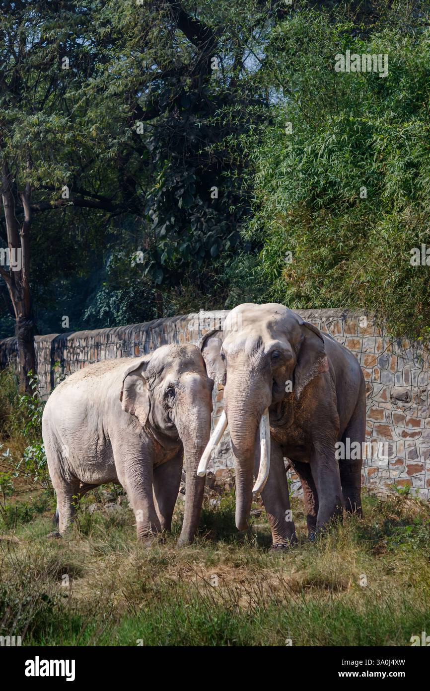 Two Indian wild elephant partners affectionately playing in a grass ...