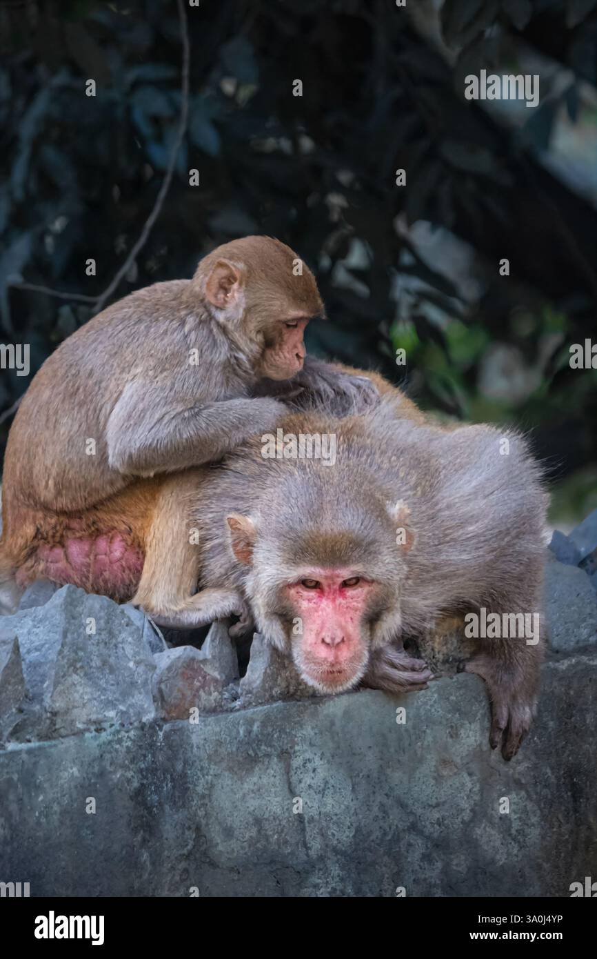 Wild Monkeys Engaging in Grooming for Bonding Stock Photo - Alamy