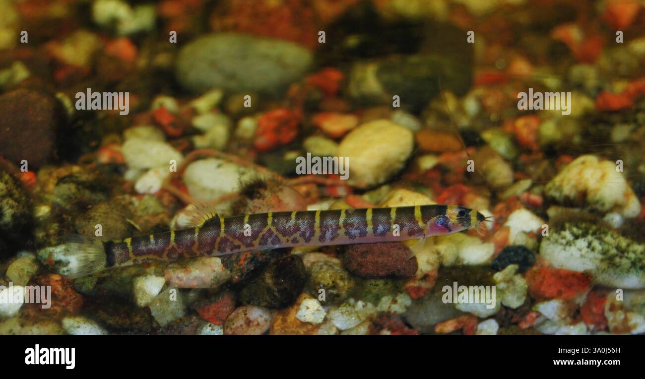 Kuhli loach (Pangio kuhlii) at the bottom of a fish tank Stock Photo ...
