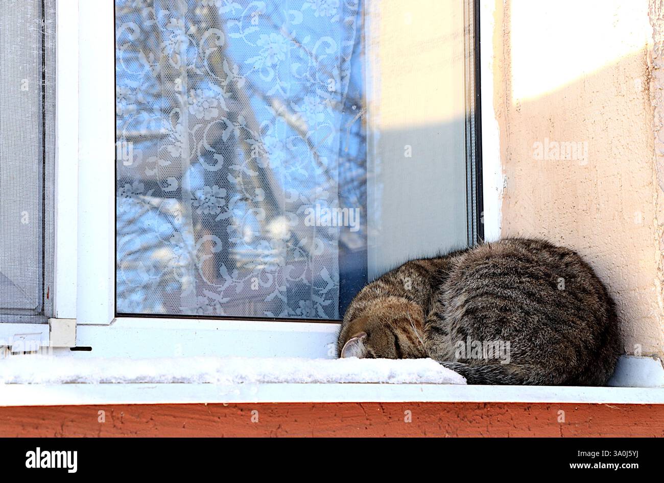 Gray fluffy tabby cat dozing on a snowy window under the rays of the ...