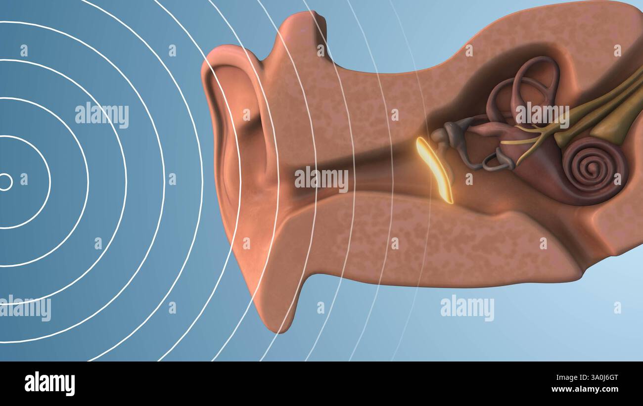 Inner ear mechanism hi-res stock photography and images - Alamy