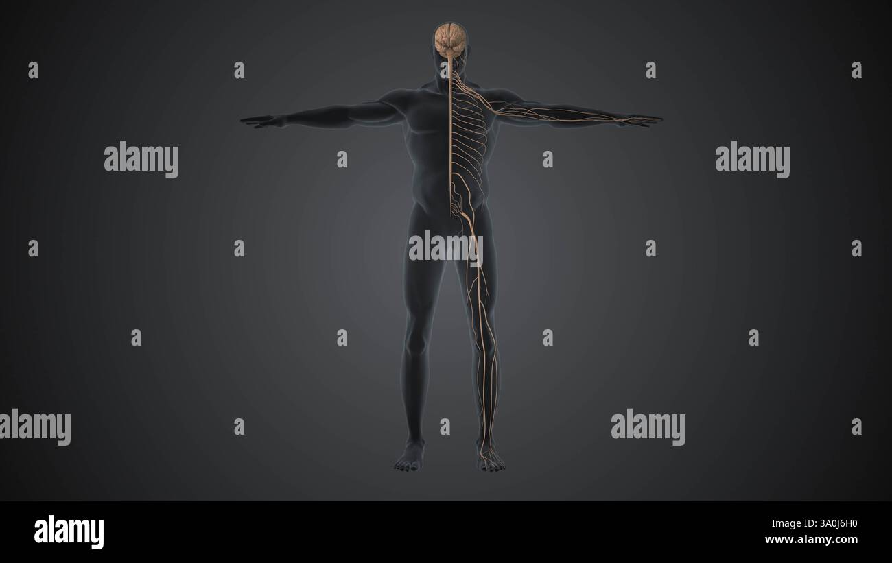 Nervous system hi-res stock photography and images - Alamy